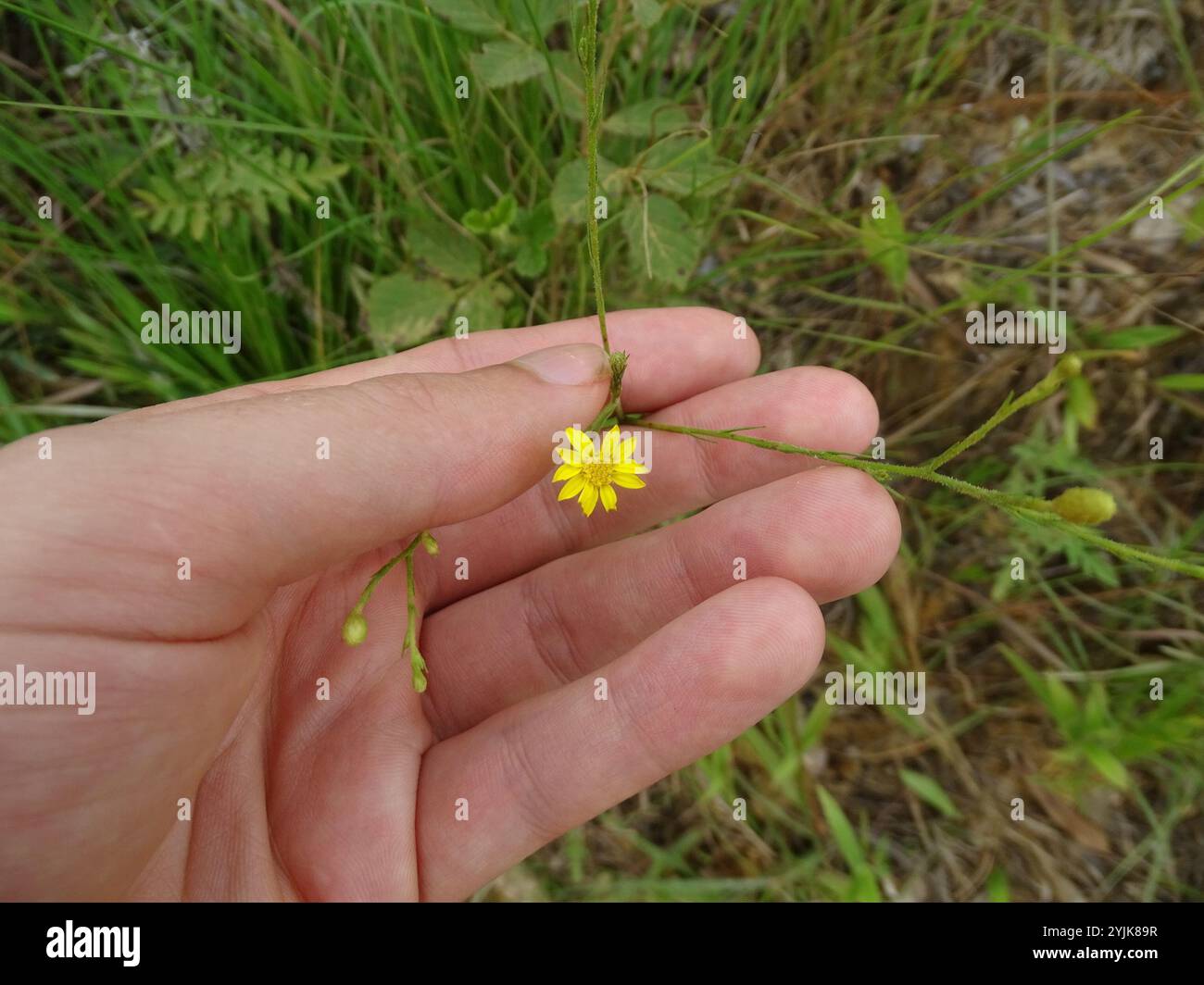 Pineland Silkgrass (Pityopsis aspera Stock Photo - Alamy