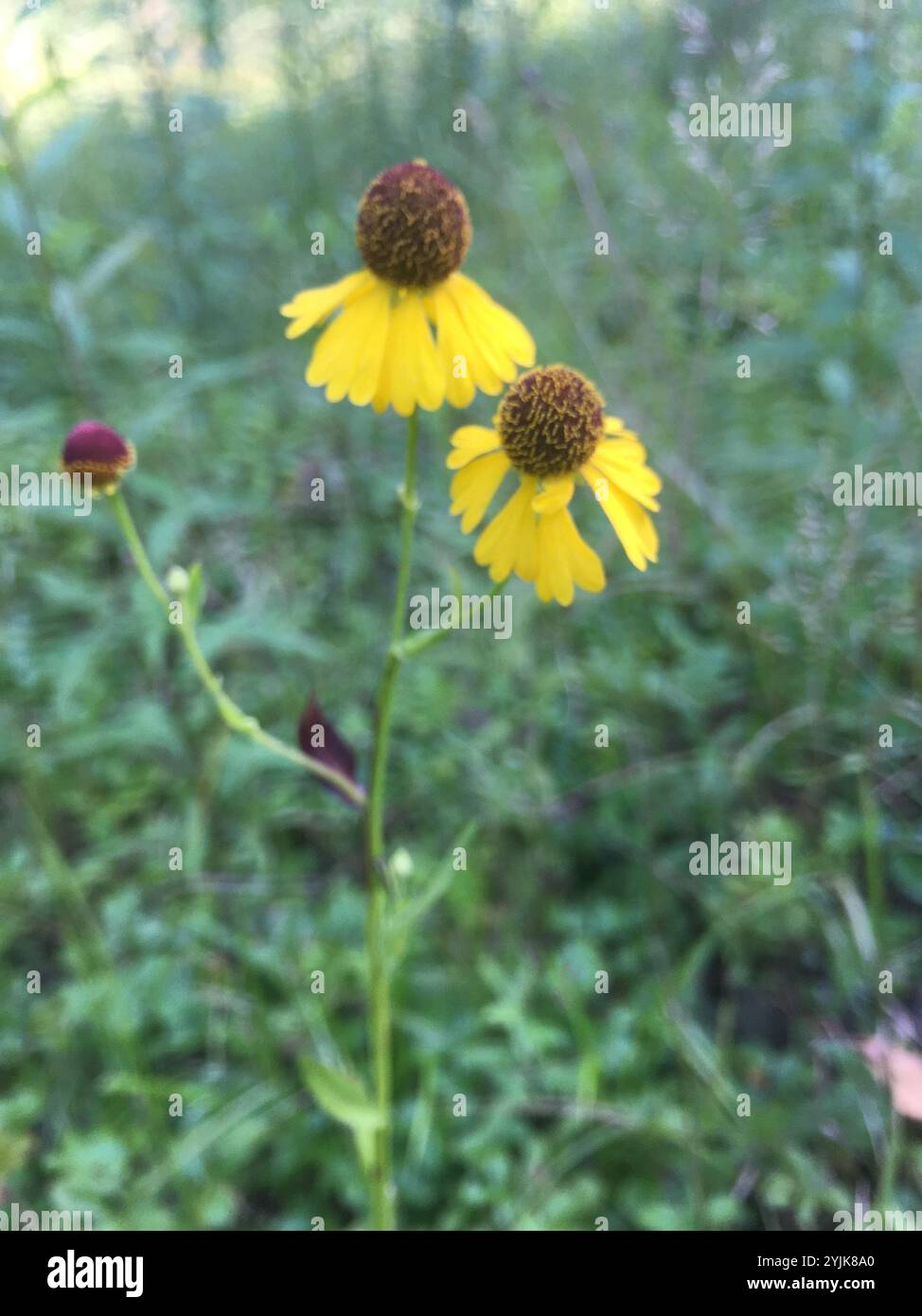 Southern Sneezeweed (Helenium flexuosum Stock Photo - Alamy