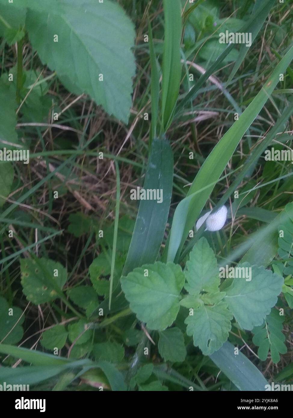 Spittlebugs and Froghoppers (Cercopoidea Stock Photo - Alamy