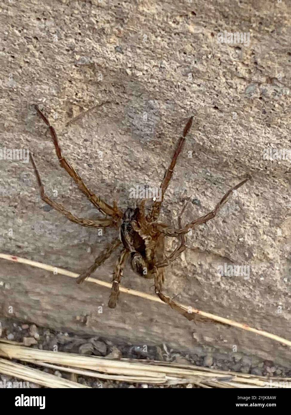 Radiated Wolf Spider (Hogna radiata Stock Photo - Alamy