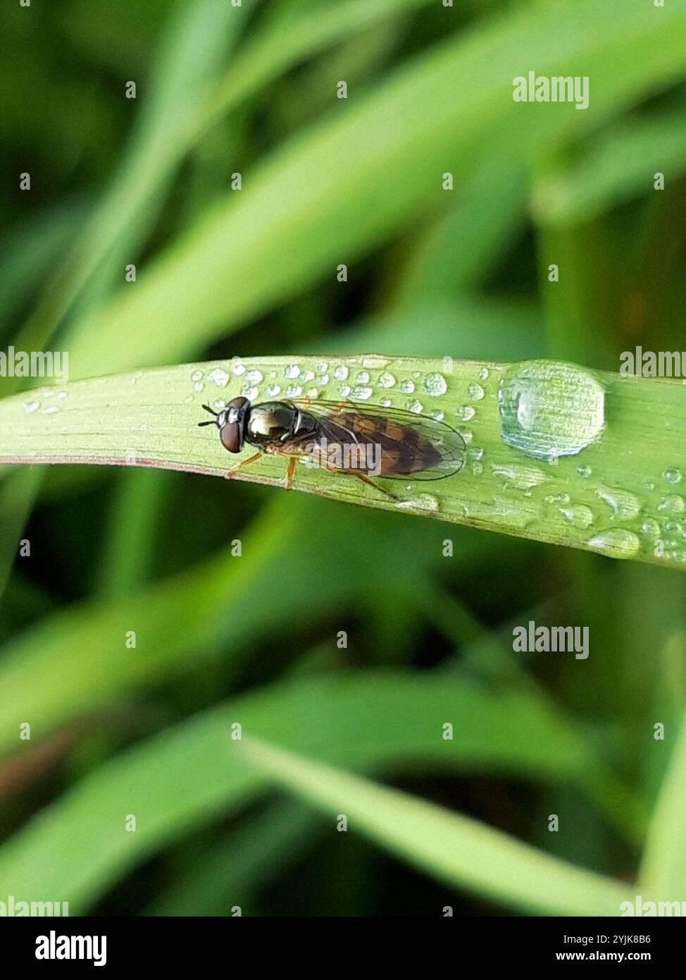 Variable Duskyface Fly (Melanostoma mellinum Stock Photo - Alamy
