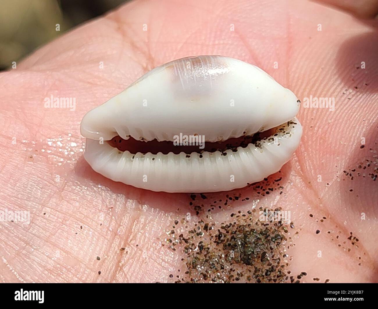 Naria erosa hi-res stock photography and images - Alamy