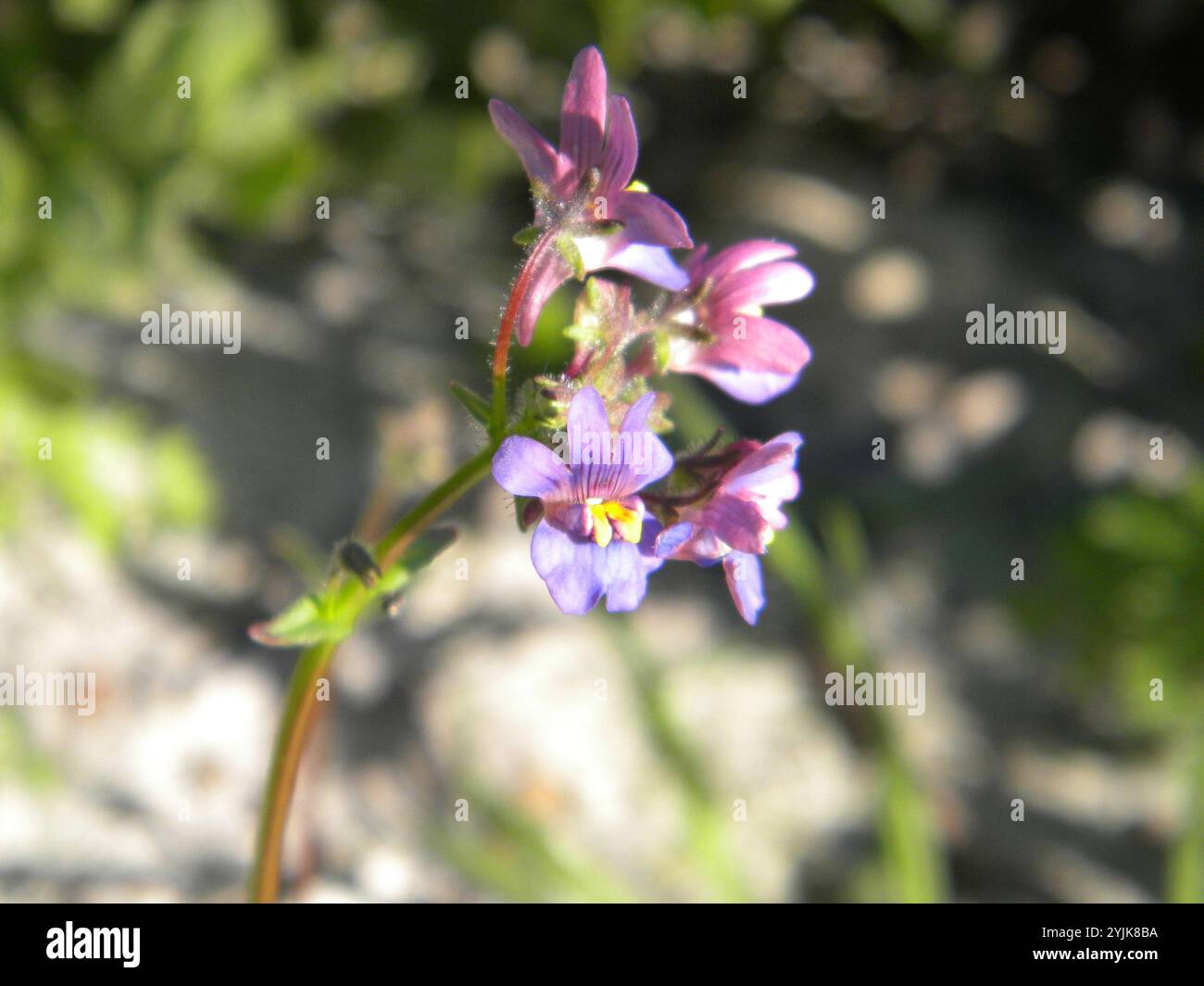 Common Lionface (Nemesia affinis Stock Photo - Alamy