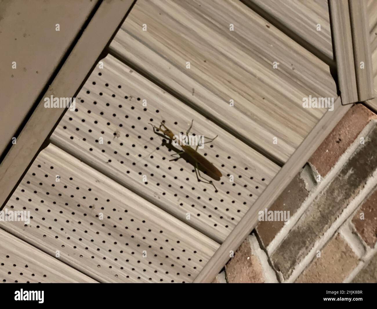 Chinese Mantis (Tenodera sinensis Stock Photo - Alamy