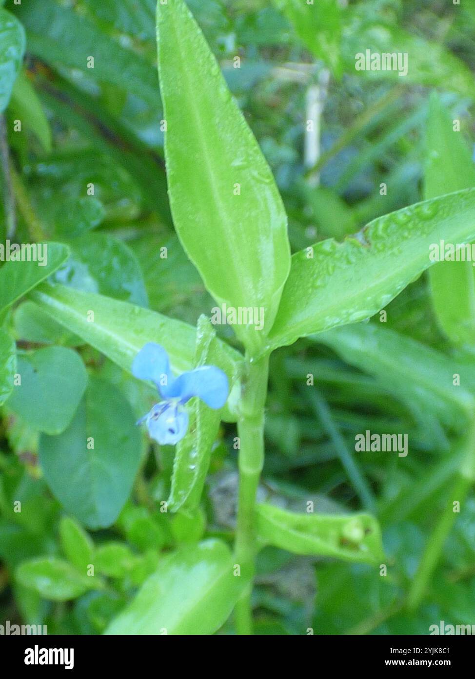climbing dayflower (Commelina diffusa Stock Photo - Alamy