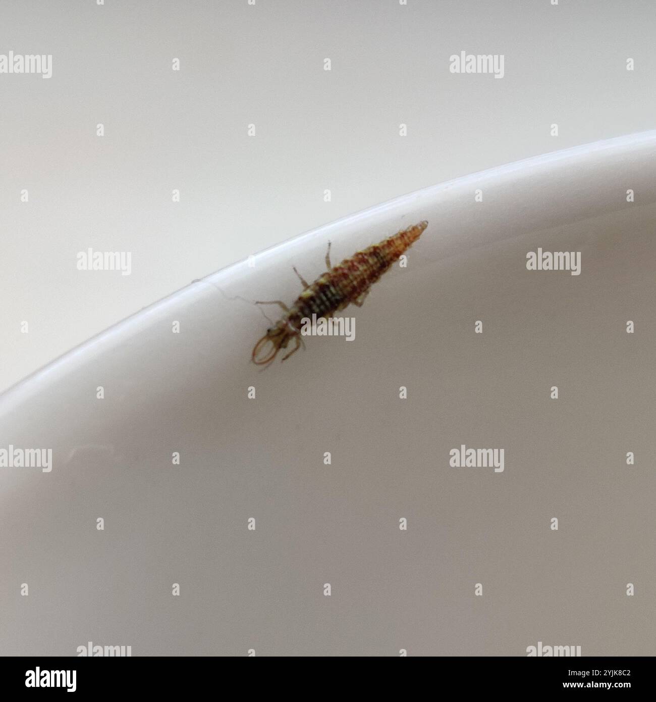 Green Lacewings (Chrysopidae Stock Photo - Alamy