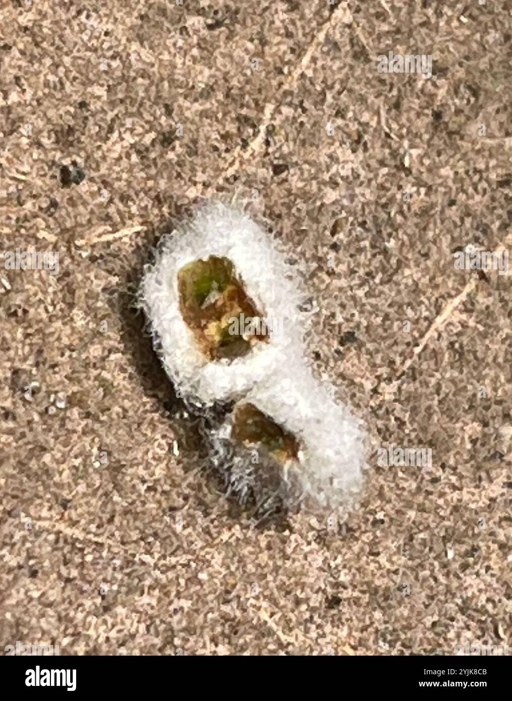 Sagebrush Woolly Stem Gall Midge (Rhopalomyia floccosa Stock Photo - Alamy