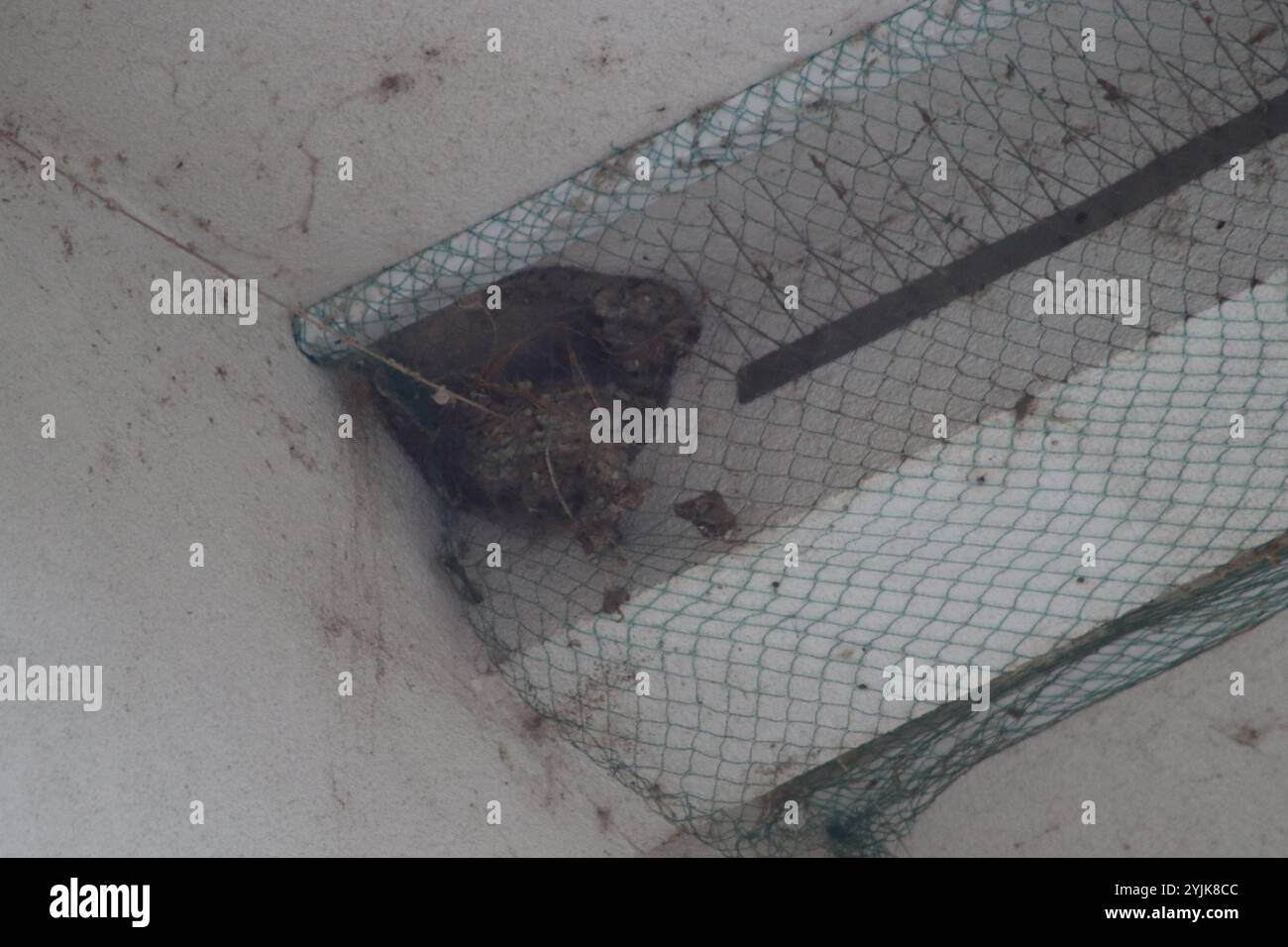 Western House Martin (Delichon urbicum Stock Photo - Alamy