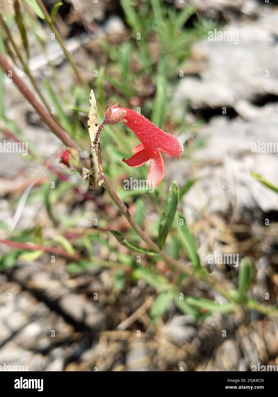 Bridges' penstemon (Penstemon rostriflorus Stock Photo - Alamy