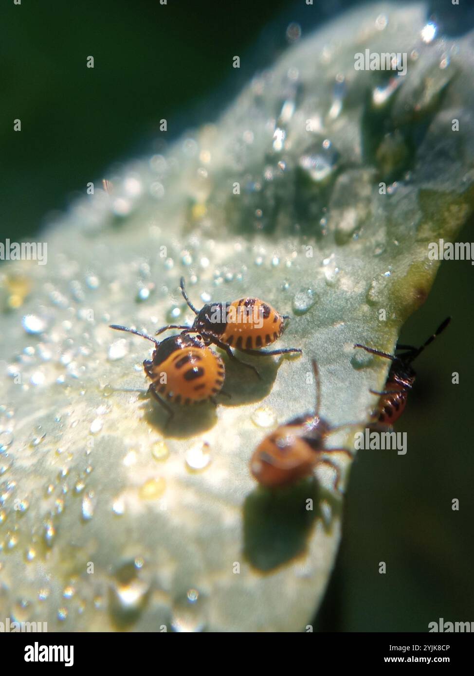 Caper bugs hi-res stock photography and images - Alamy