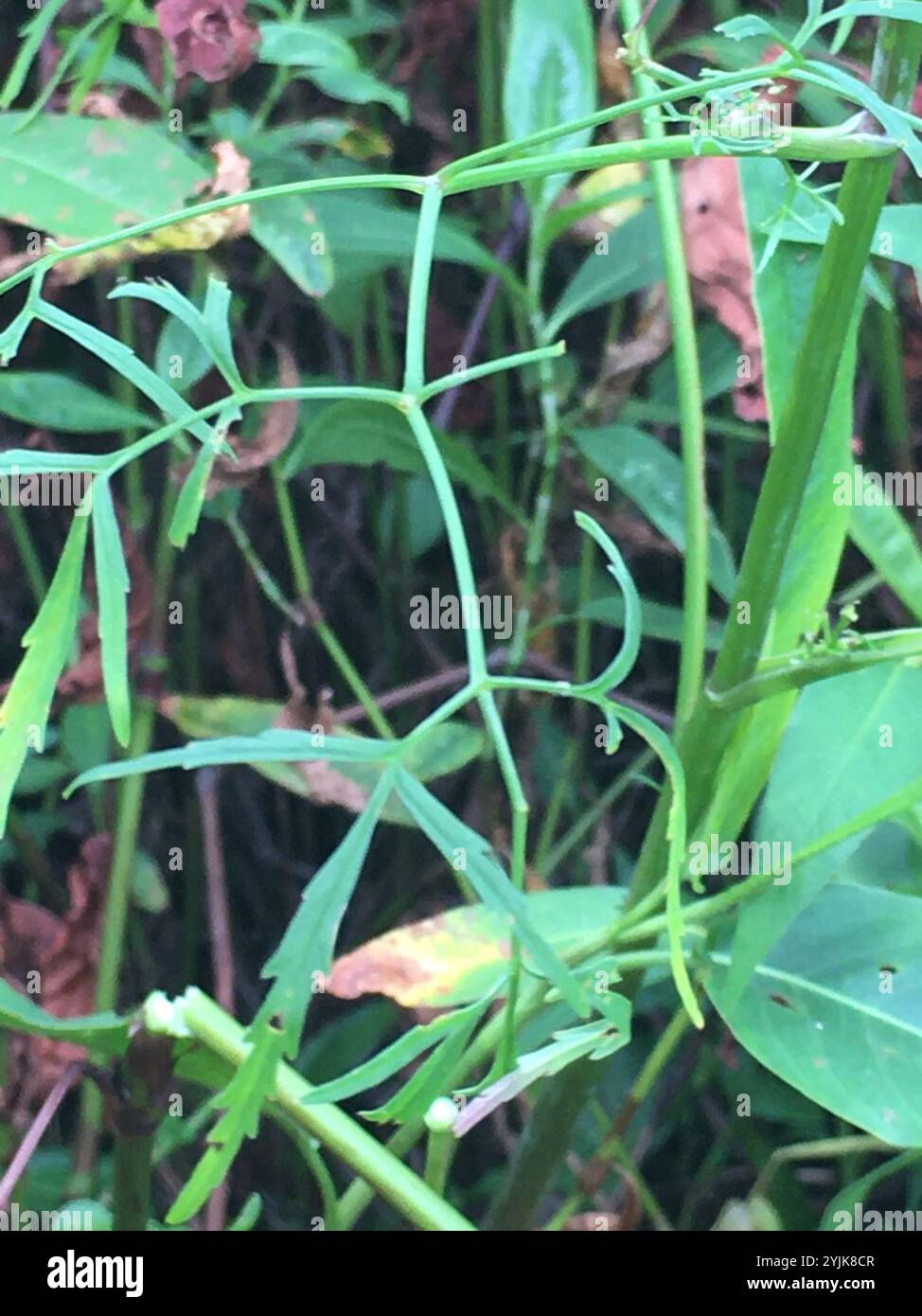 bulblet-bearing water hemlock (Cicuta bulbifera Stock Photo - Alamy