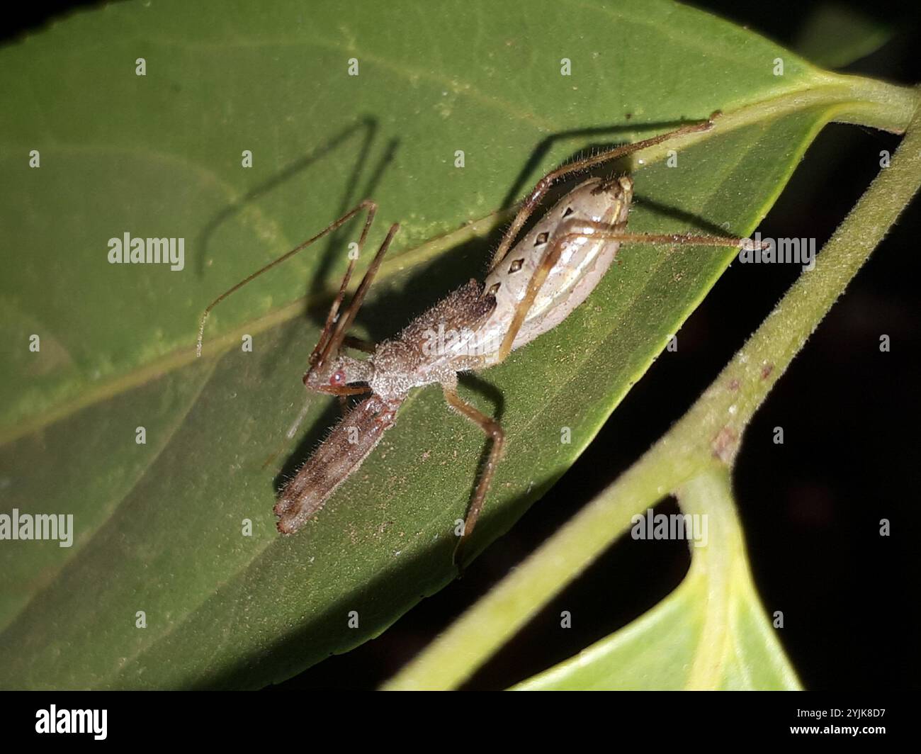 Heza hi-res stock photography and images - Alamy