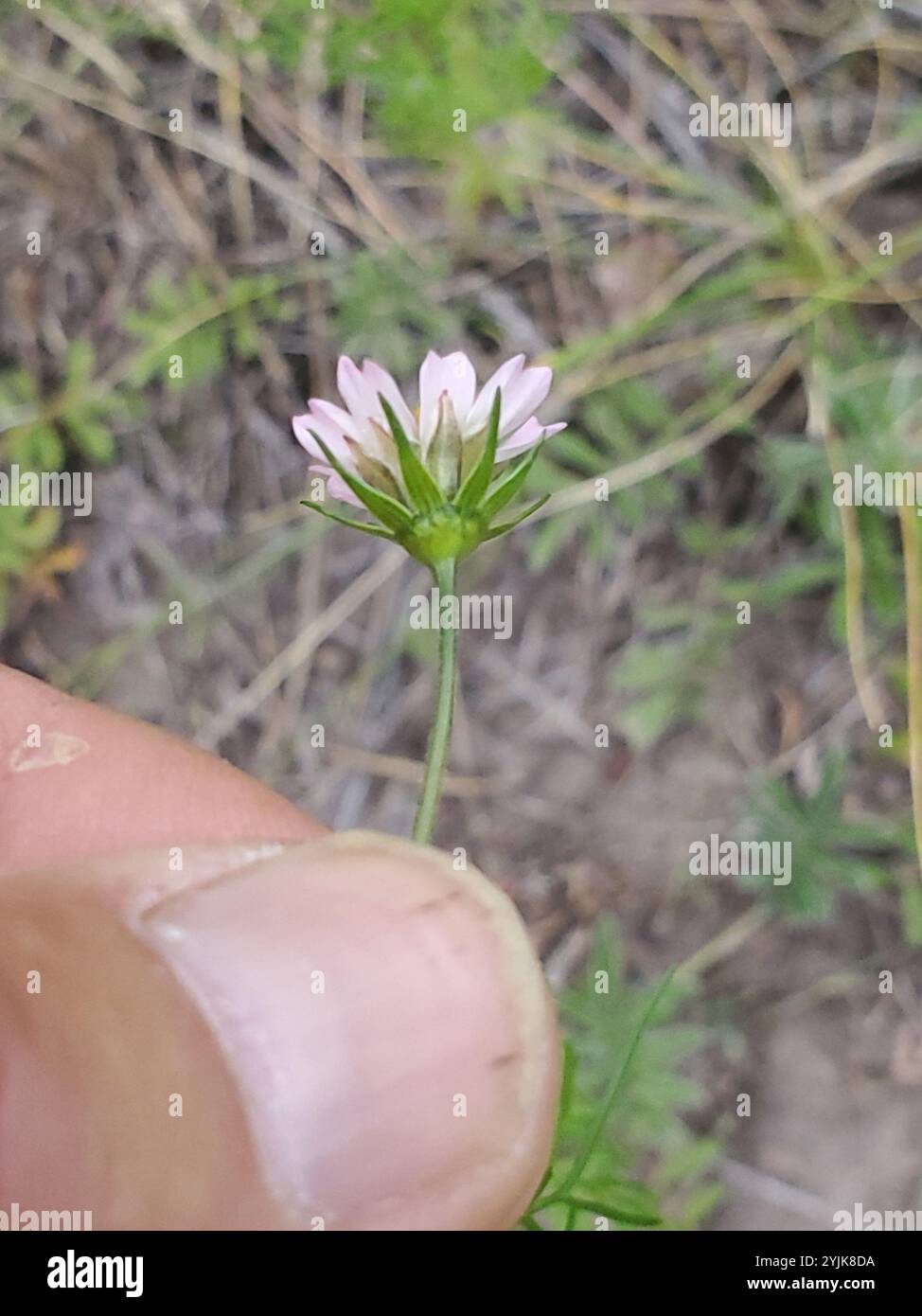 southwestern cosmos (Cosmos parviflorus Stock Photo - Alamy