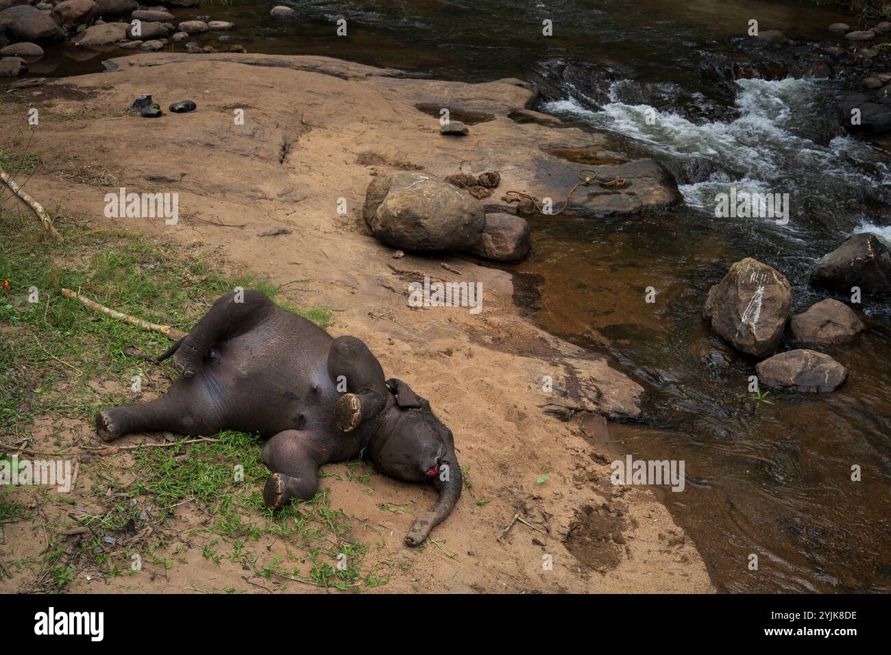 Elephants face many threats such as habitat loss, poaching for ivory ...