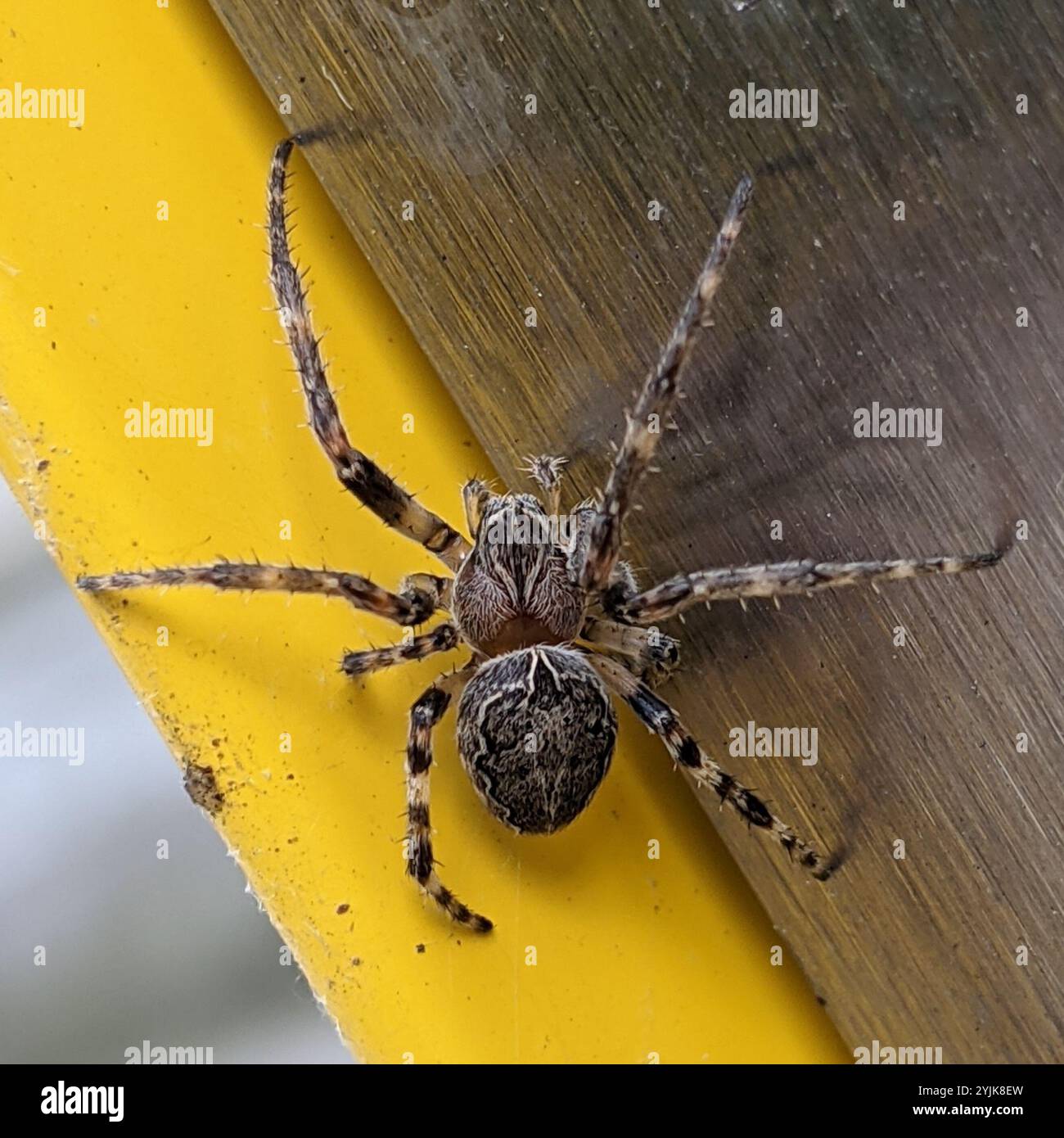 Grey Cross Spider (Larinioides sclopetarius Stock Photo - Alamy