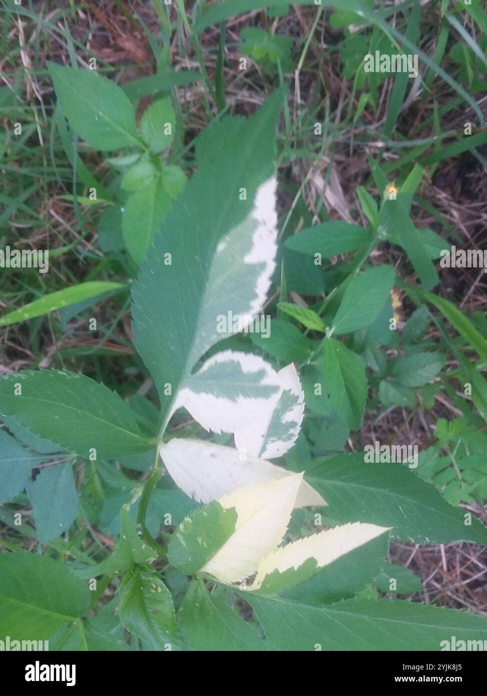 White beggarticks (Bidens alba Stock Photo - Alamy