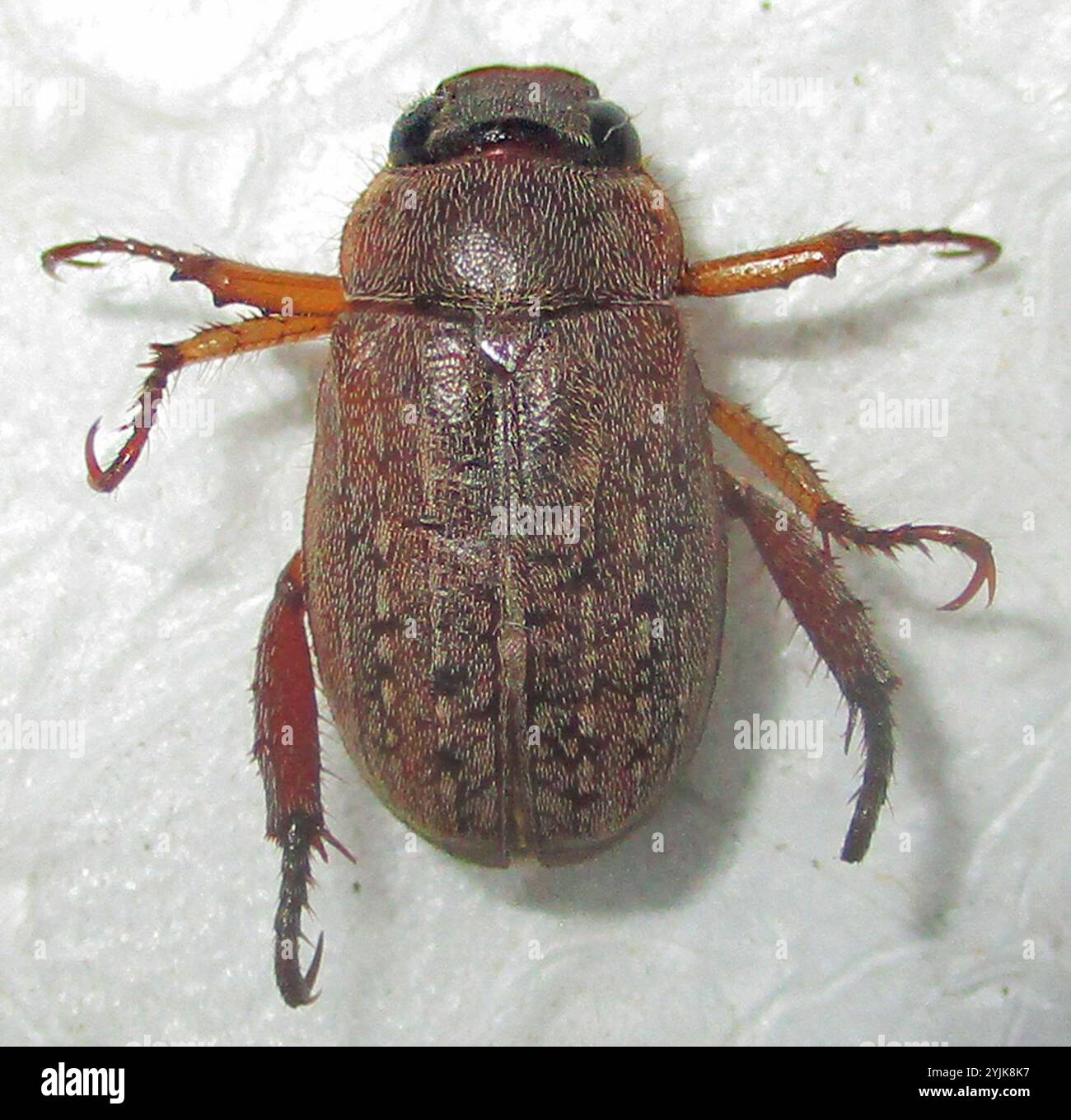 Adoretus hi-res stock photography and images - Alamy