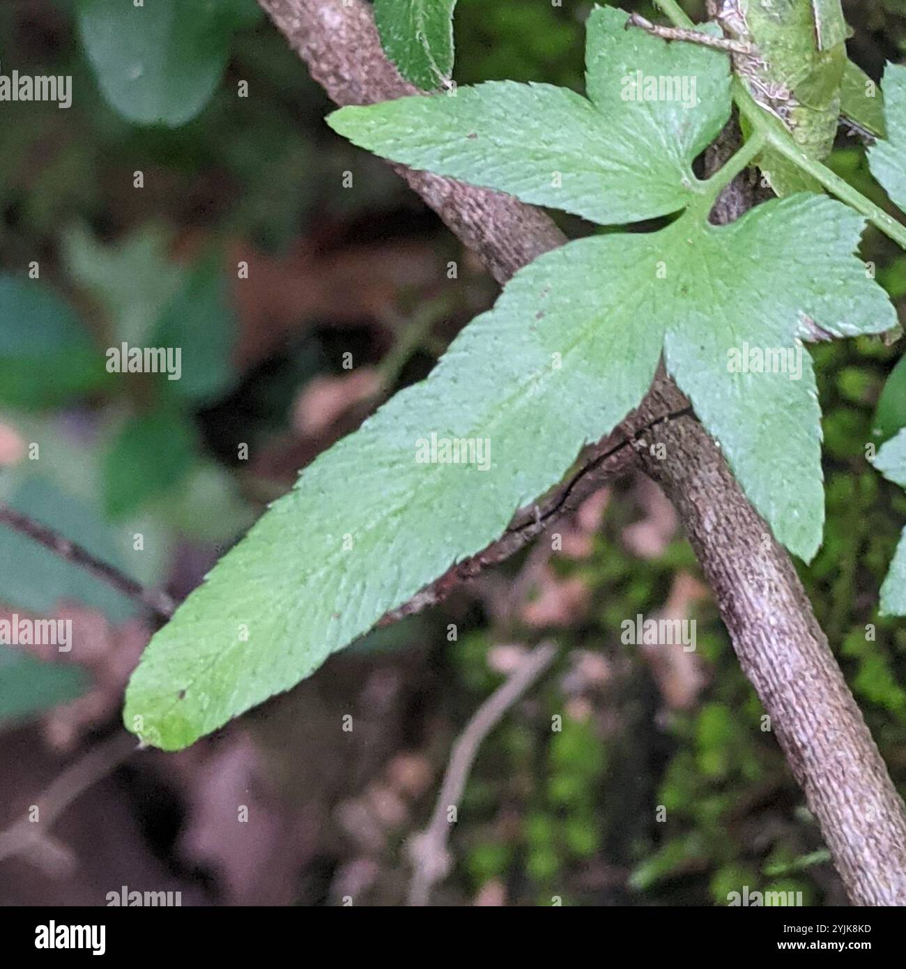 Japanese climbing fern (Lygodium japonicum Stock Photo - Alamy