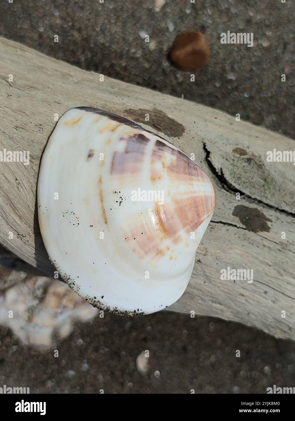 Japanese Hard Clam (Meretrix lusoria Stock Photo - Alamy
