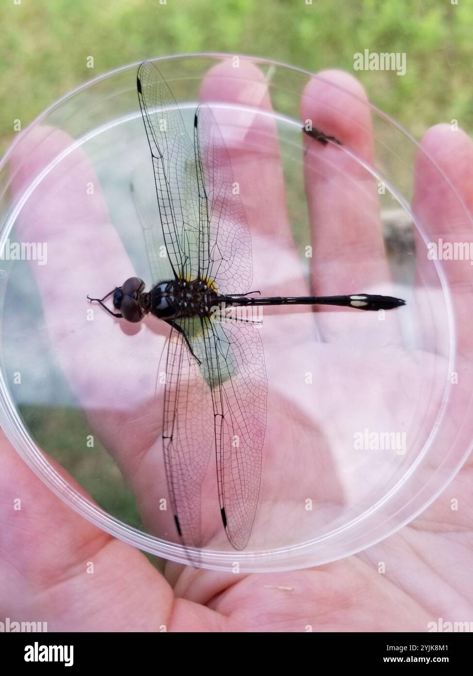 Pale-faced Clubskimmer (Brechmorhoga mendax Stock Photo - Alamy
