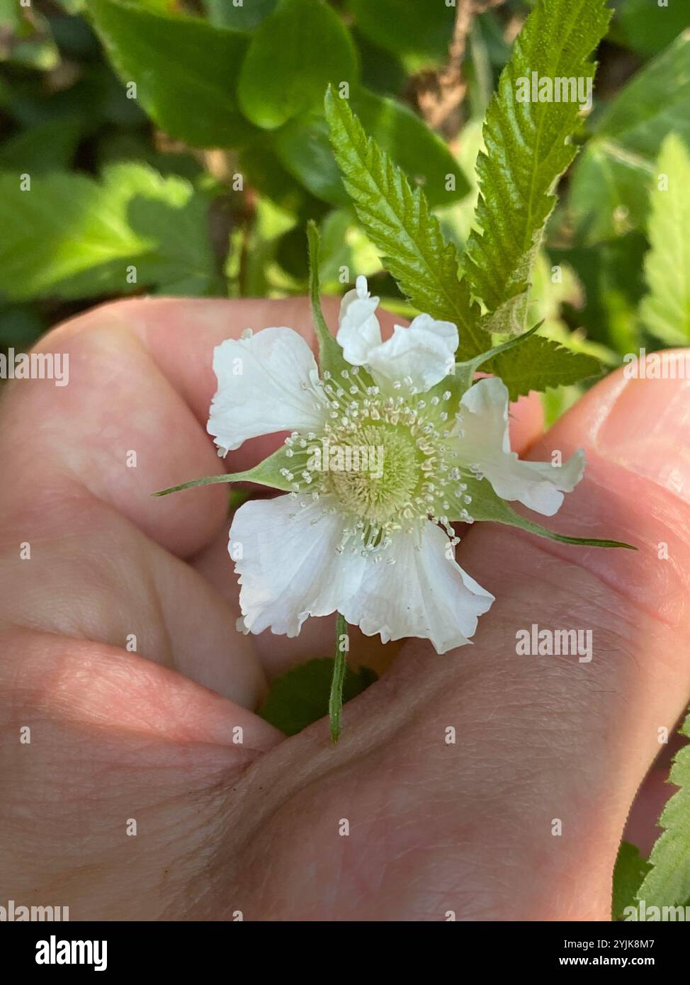 roseleaf bramble (Rubus rosifolius Stock Photo - Alamy