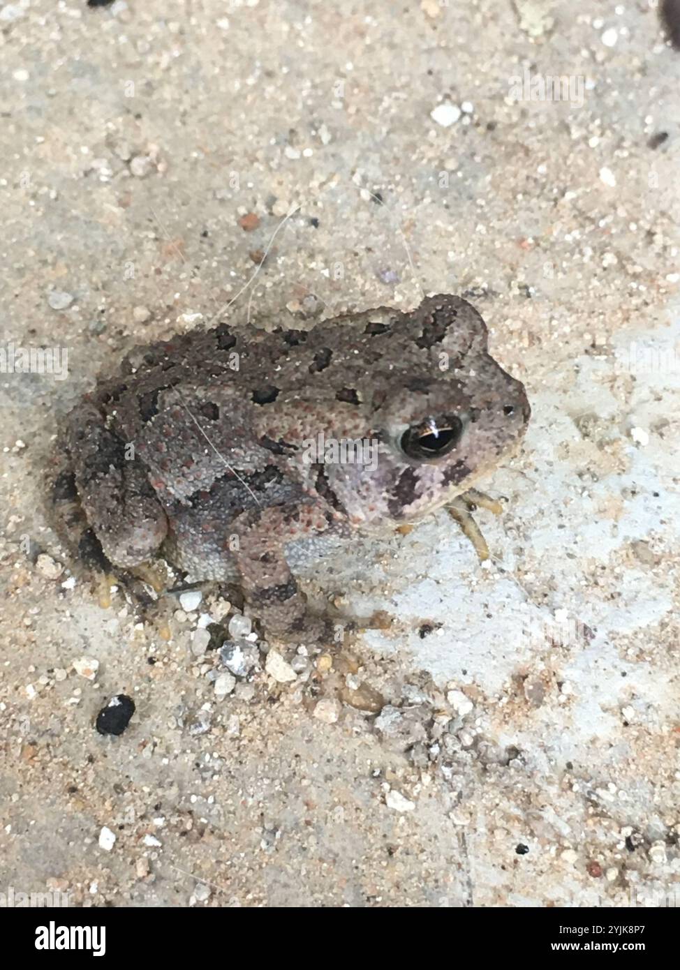 North American Toads (Anaxyrus Stock Photo - Alamy