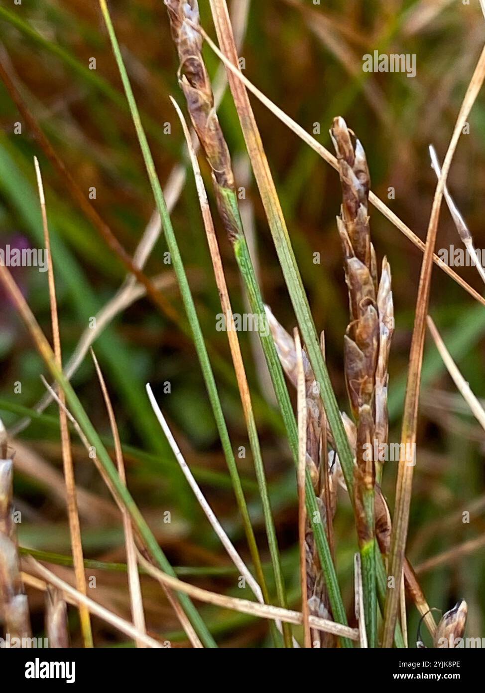 Mouse-tail bog sedge (Carex myosuroides Stock Photo - Alamy