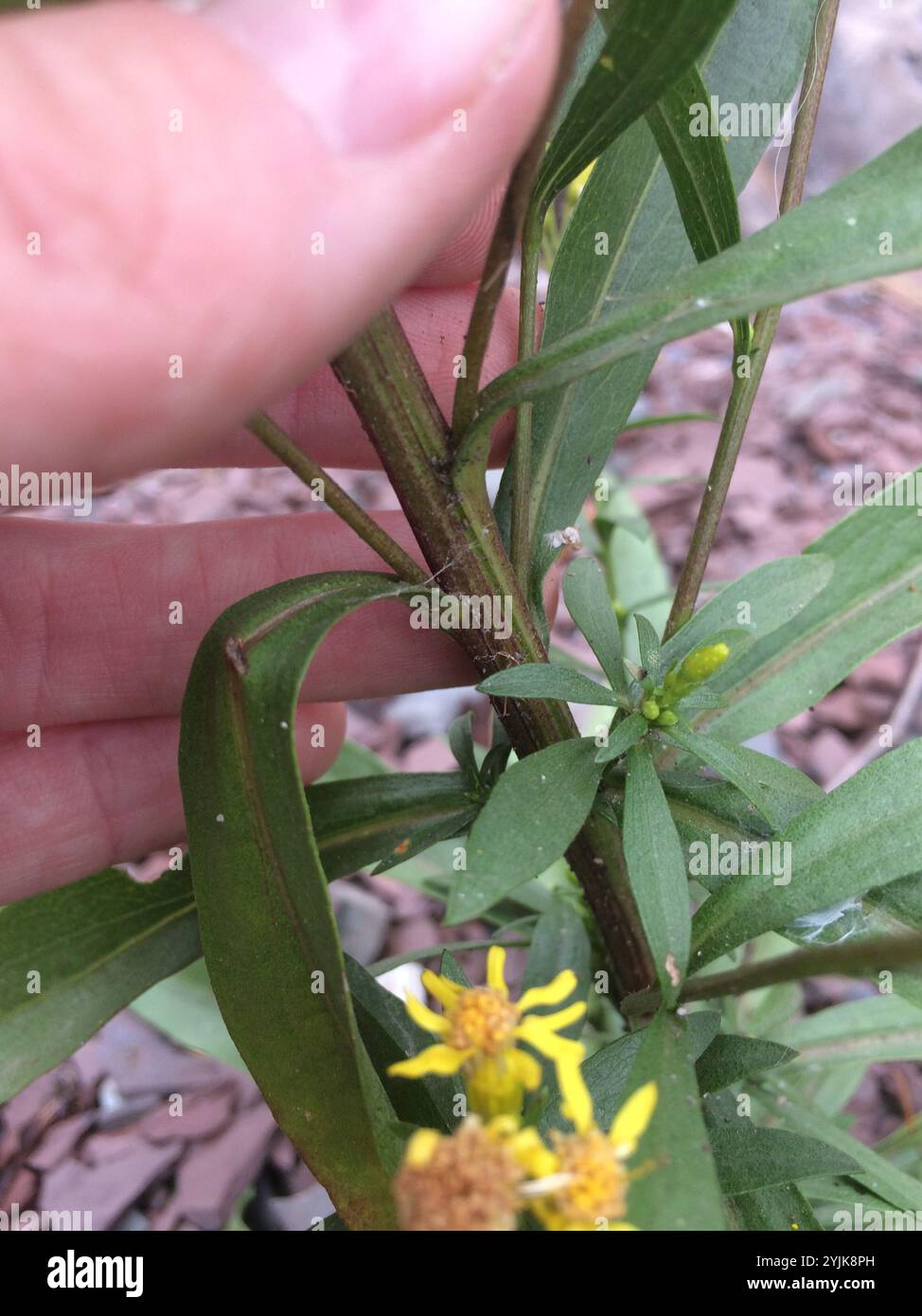 Racemose Goldenrod (Solidago racemosa Stock Photo - Alamy