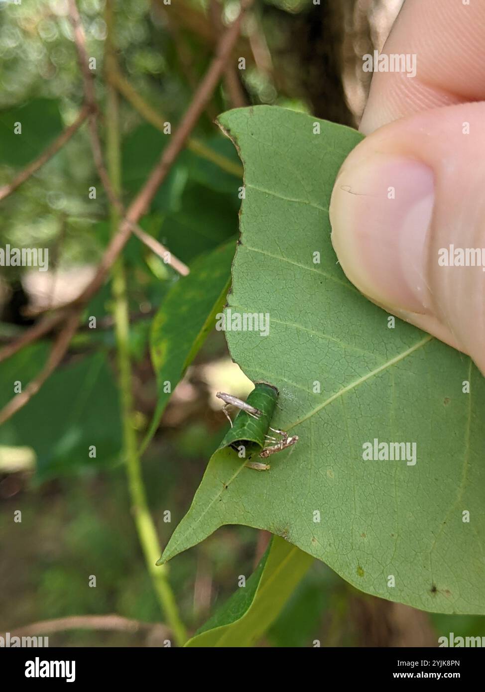 Chinese Tallow Leaf Miner (Caloptilia triadicae Stock Photo - Alamy