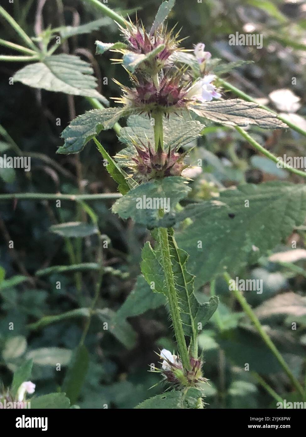 Common hemp-nettle (Galeopsis tetrahit Stock Photo - Alamy