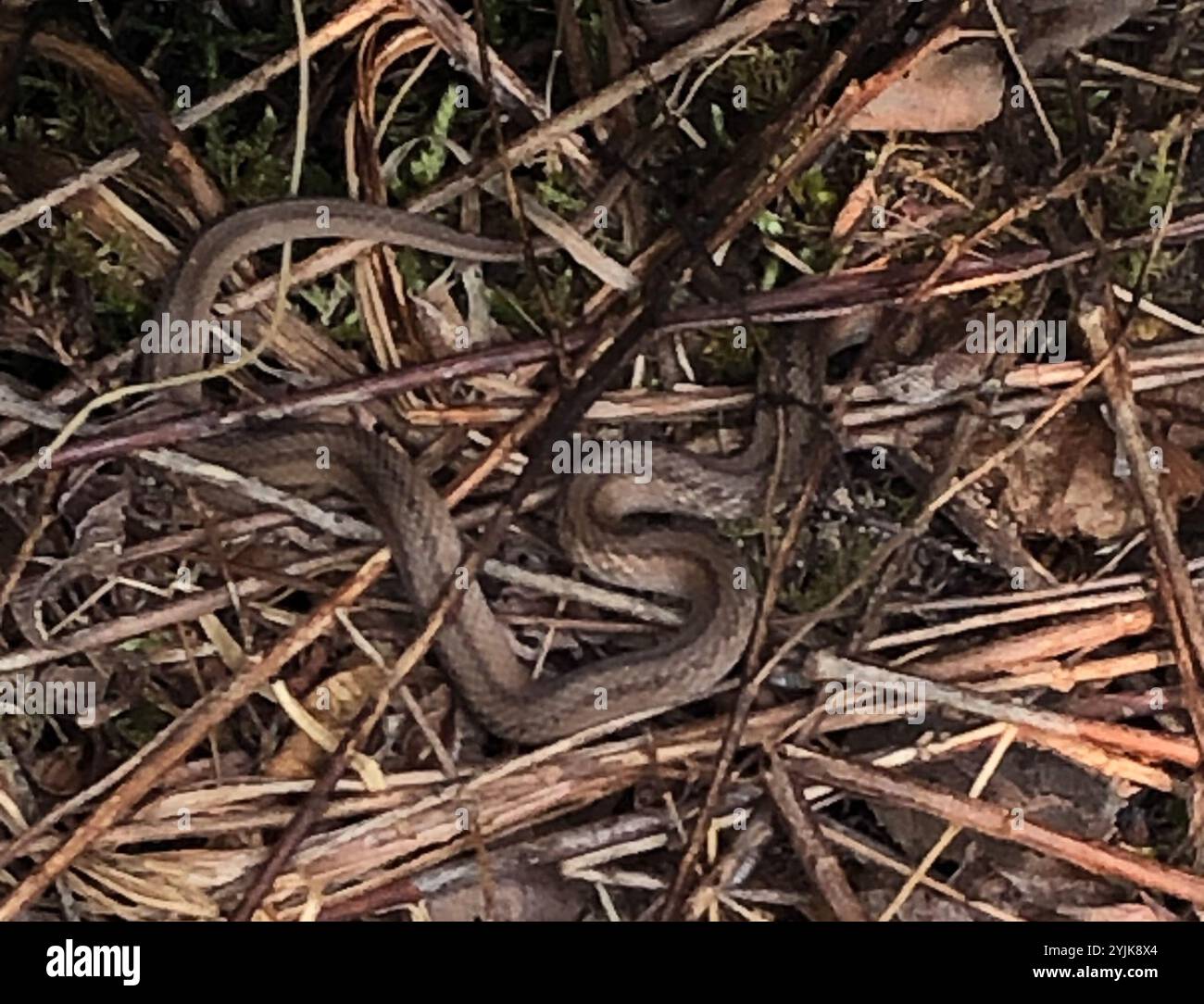 DeKay's Brownsnake (Storeria dekayi Stock Photo - Alamy