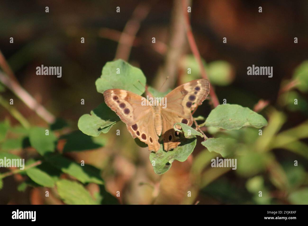 Northern Pearly-eye (Lethe anthedon Stock Photo - Alamy