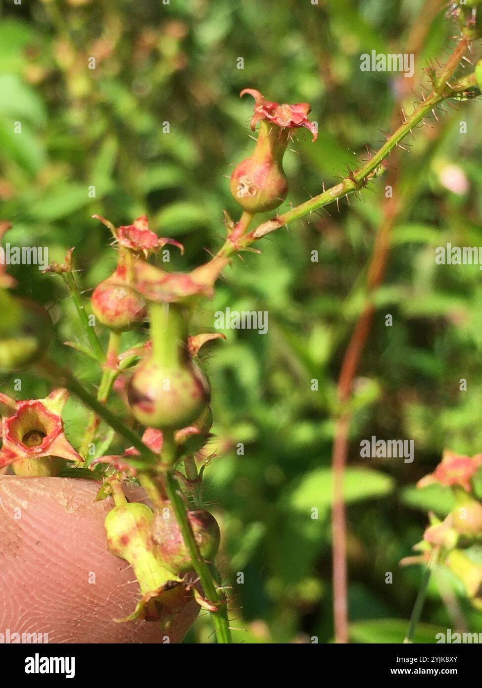 Maryland meadowbeauty (Rhexia mariana Stock Photo - Alamy