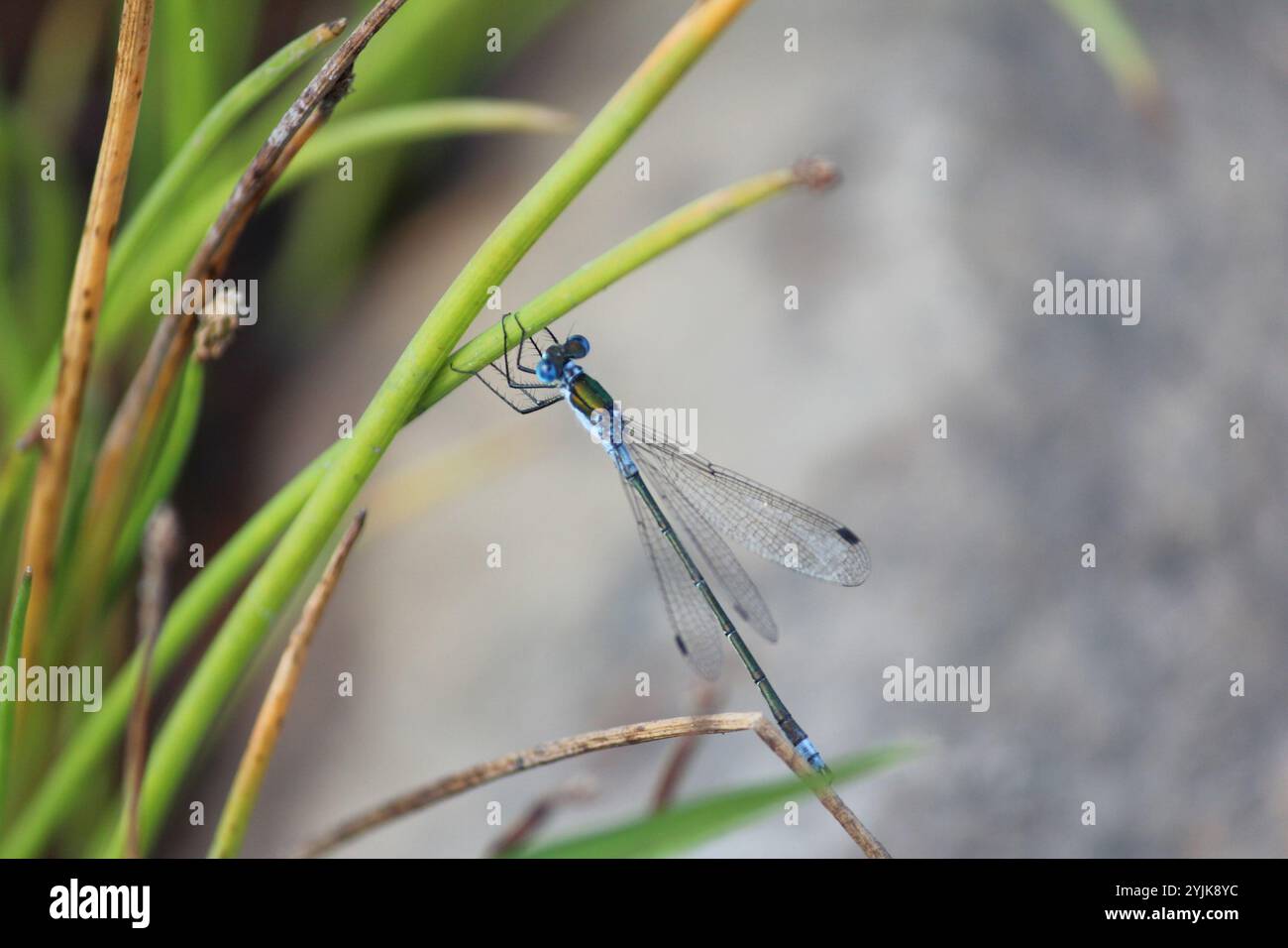 Common Spreadwing (Lestes sponsa Stock Photo - Alamy