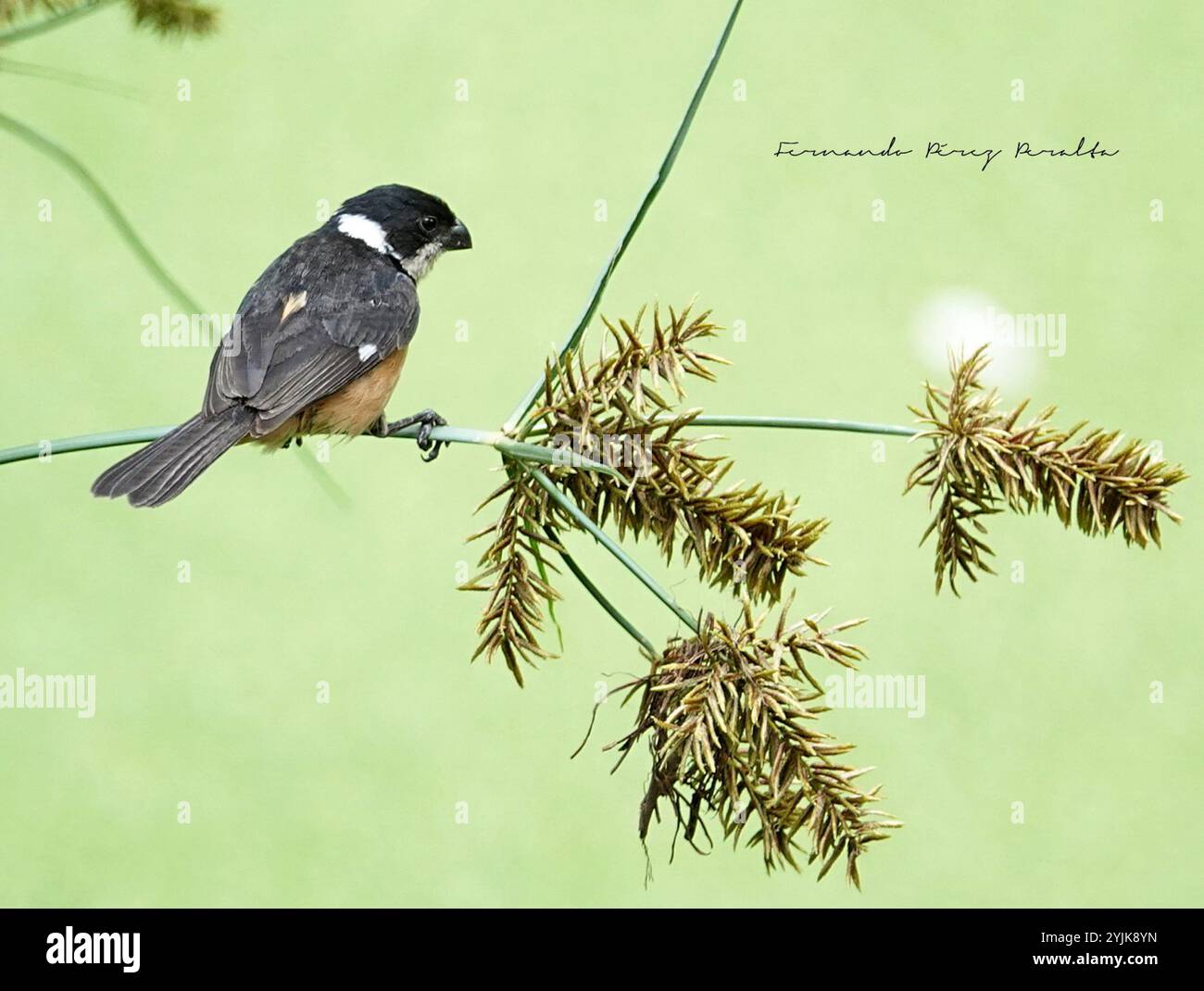 Cinnamon-rumped Seedeater (Sporophila torqueola Stock Photo - Alamy