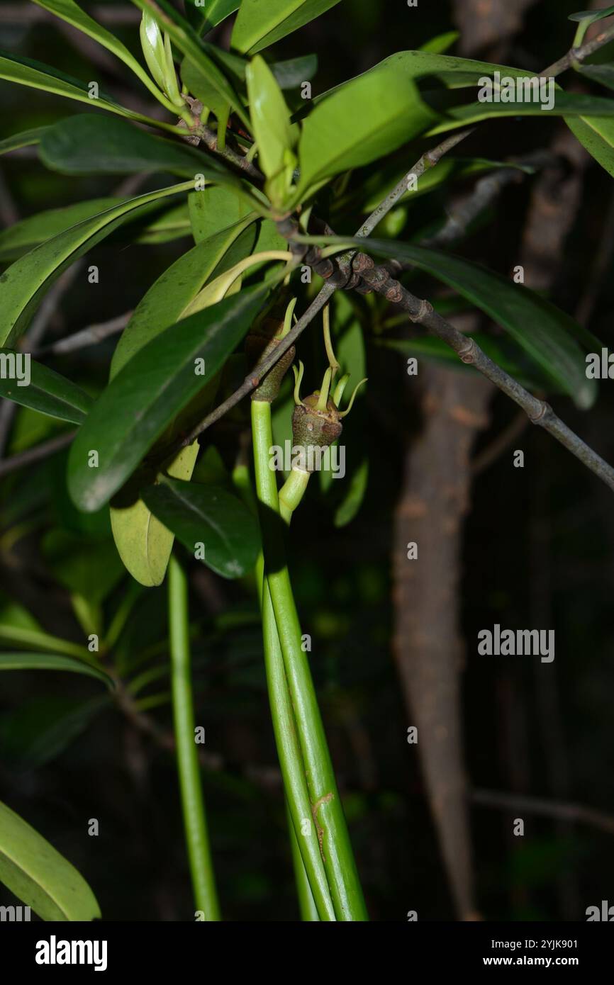 Indo-West Pacific Stilt Mangrove (Rhizophora mucronata Stock Photo - Alamy