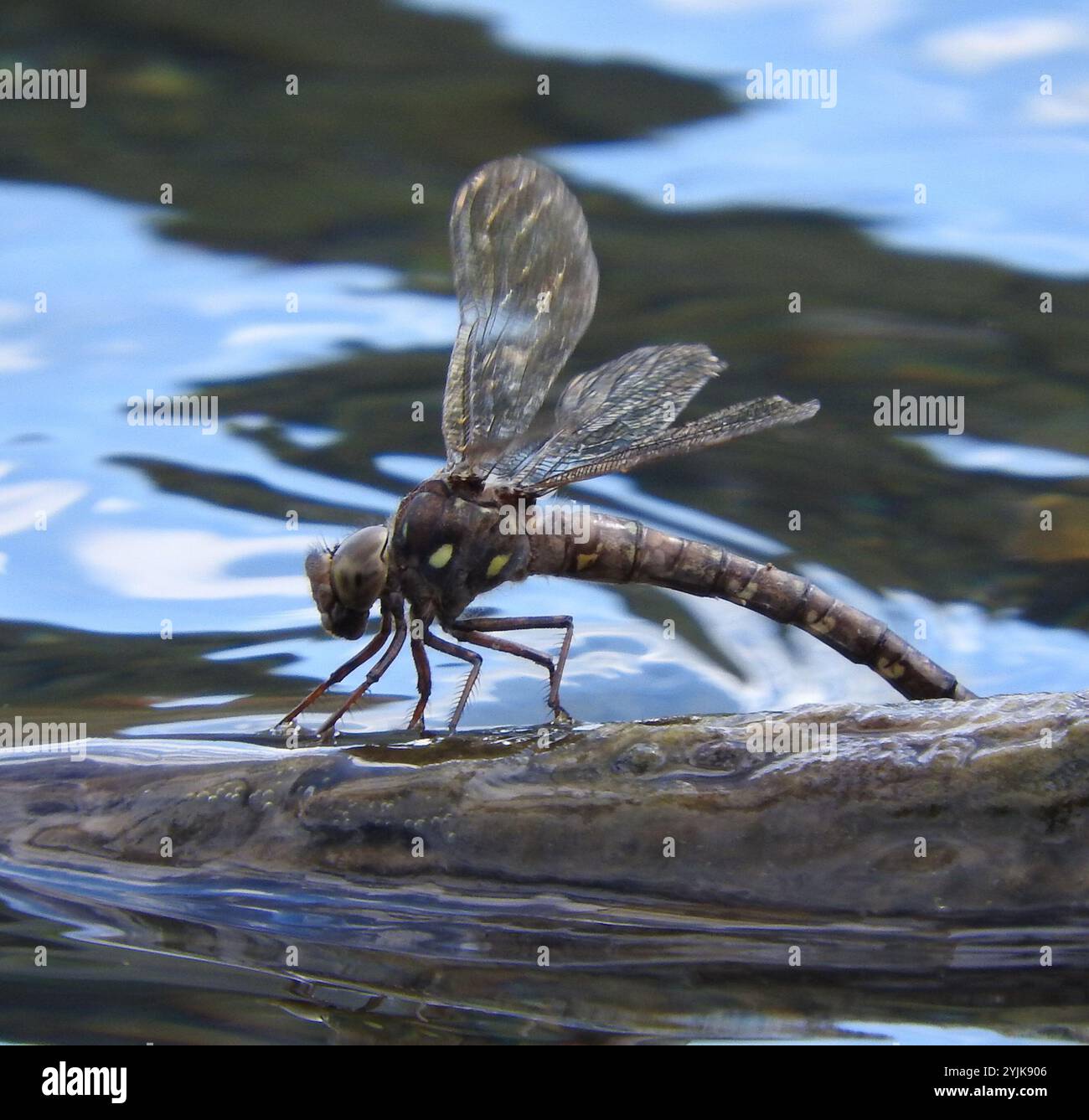 Boyeria grafiana hi-res stock photography and images - Alamy