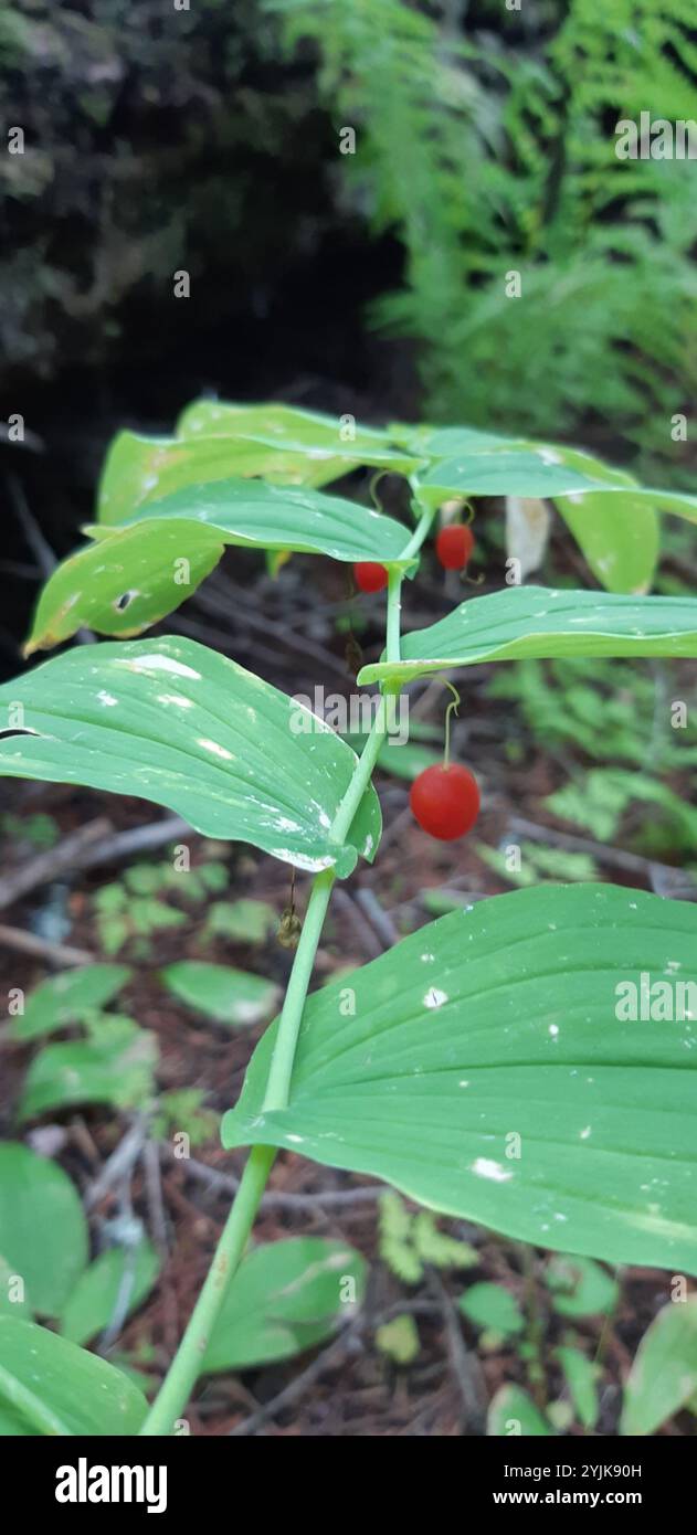white twisted-stalk (Streptopus amplexifolius Stock Photo - Alamy
