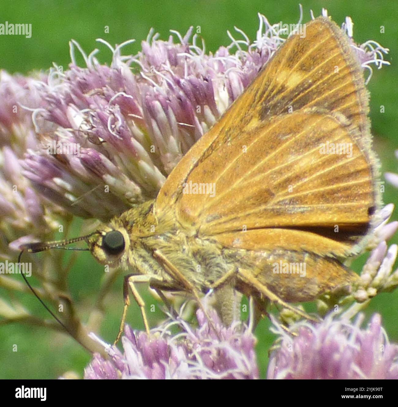 Byssus Skipper (Problema byssus Stock Photo - Alamy