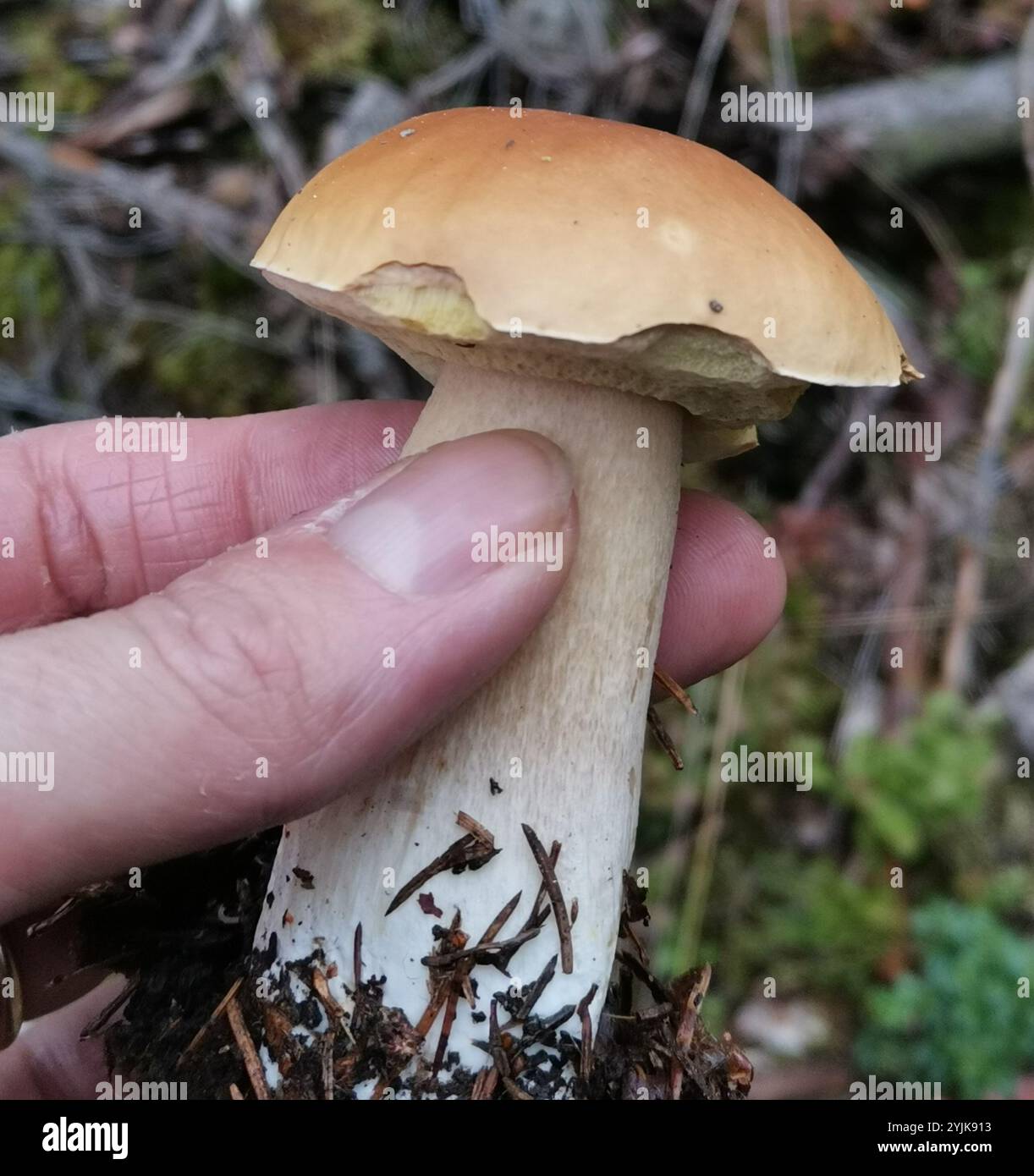 King Bolete (Boletus edulis Stock Photo - Alamy