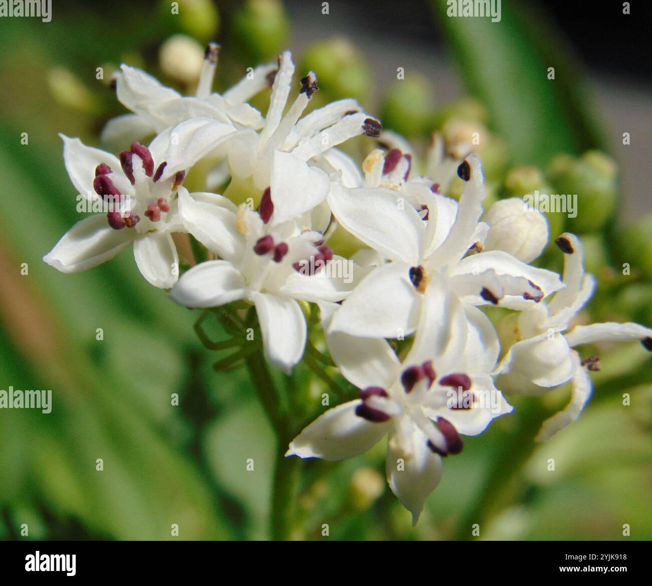 Dwarf Elder (Sambucus ebulus Stock Photo - Alamy