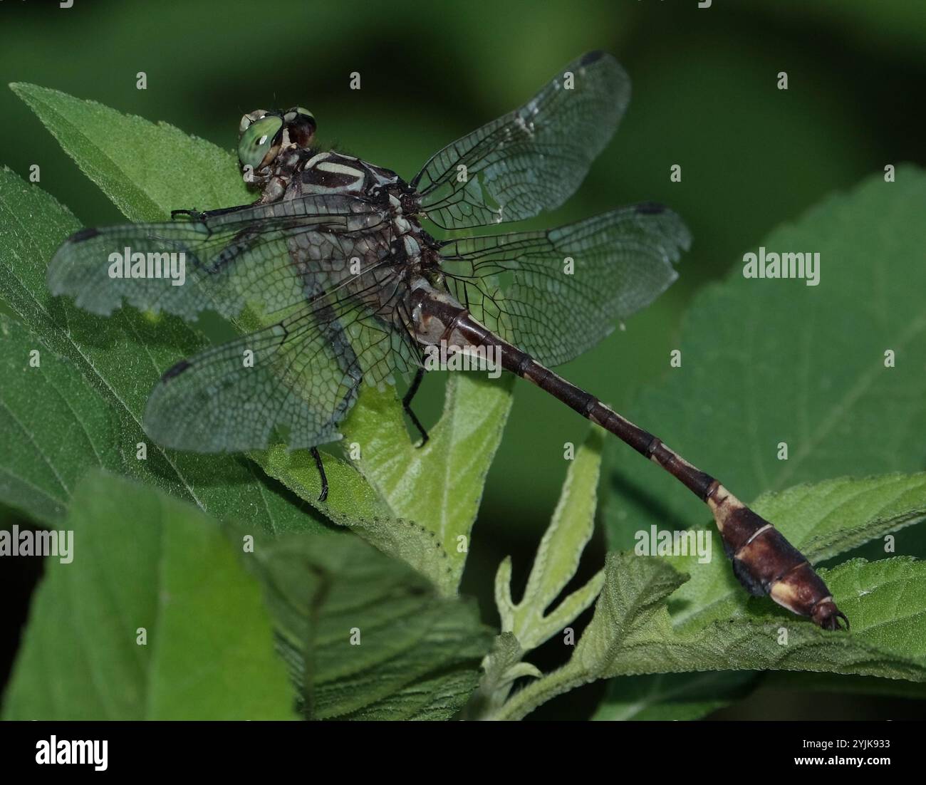 Cobra clubtail hi-res stock photography and images - Alamy