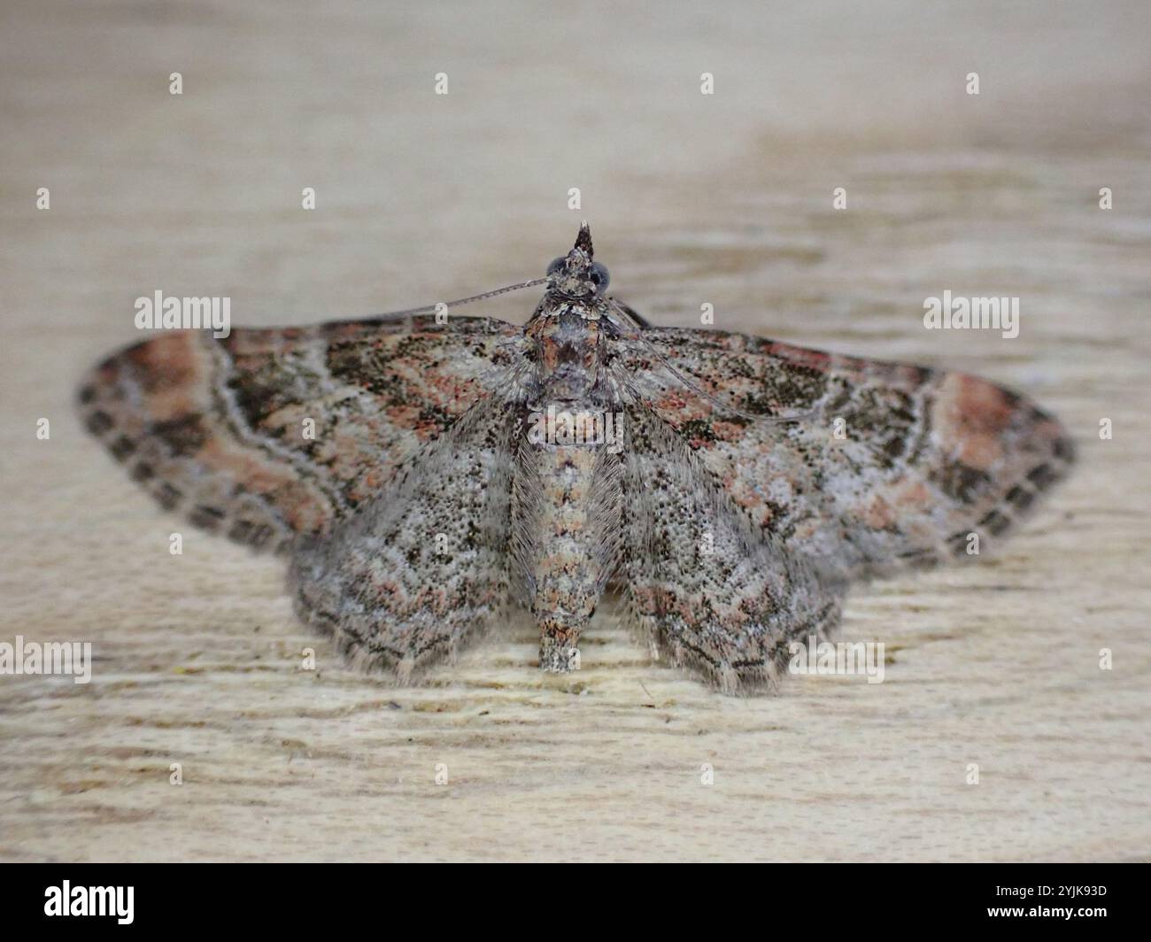 Gymnoscelis rufifasciata hi-res stock photography and images - Alamy