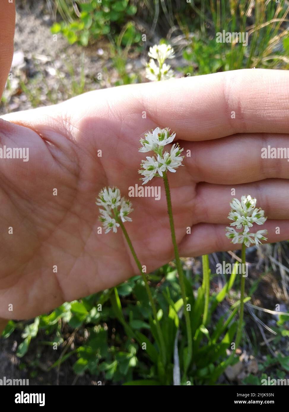 Sticky False Asphodel (Triantha glutinosa Stock Photo - Alamy