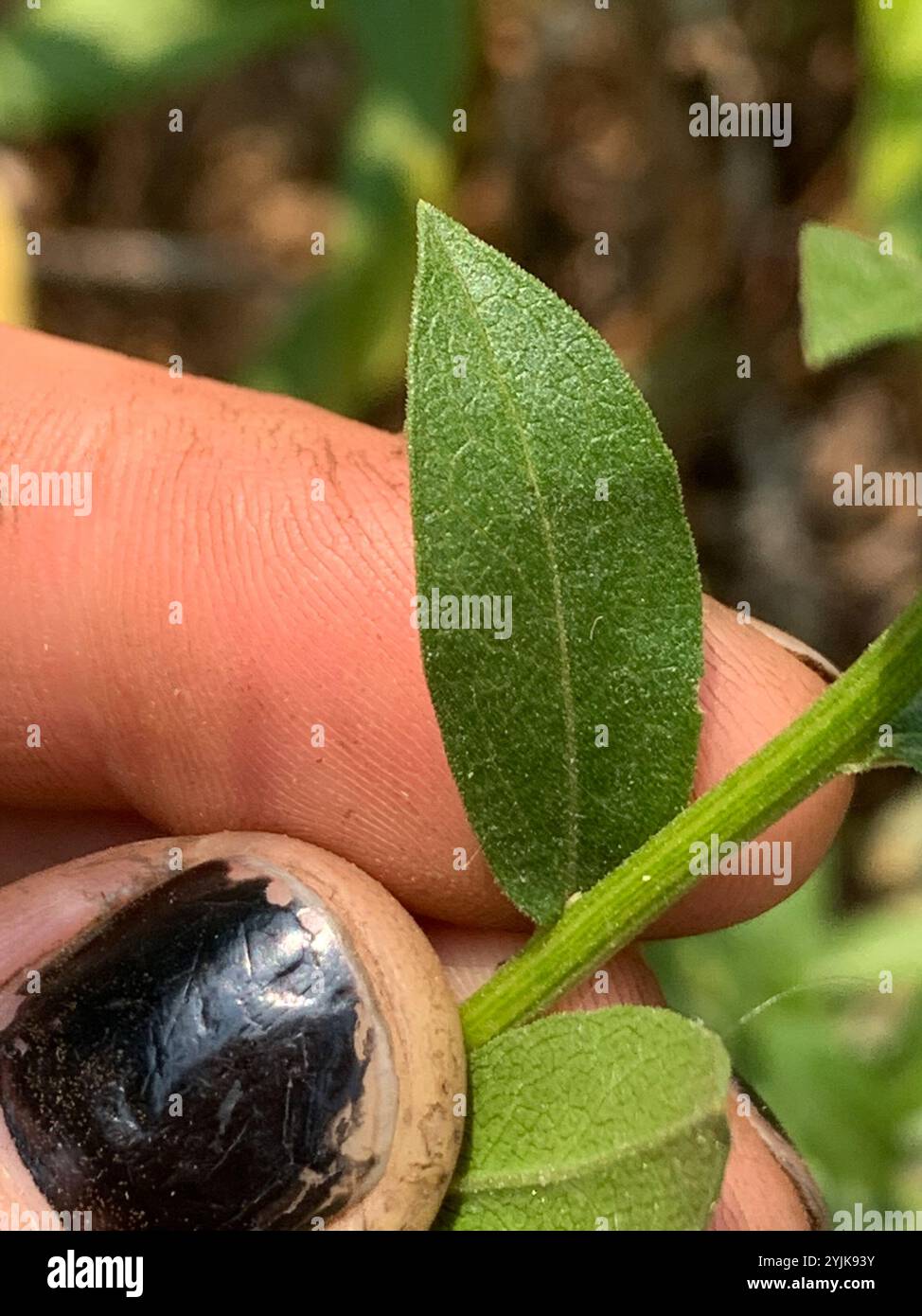 Oregon whitetop aster (Sericocarpus oregonensis Stock Photo - Alamy