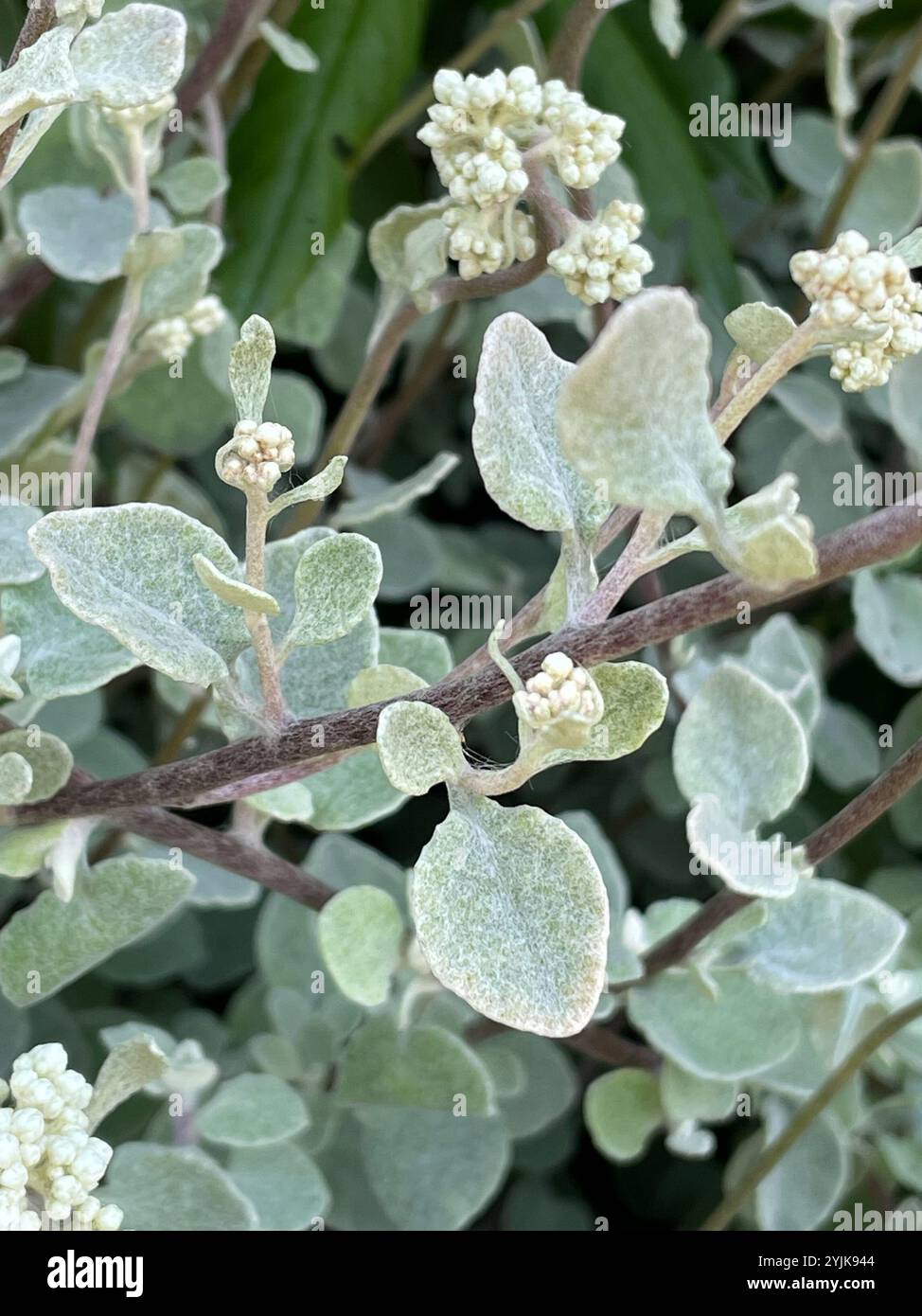 Helichrysum petiolare hi-res stock photography and images - Alamy