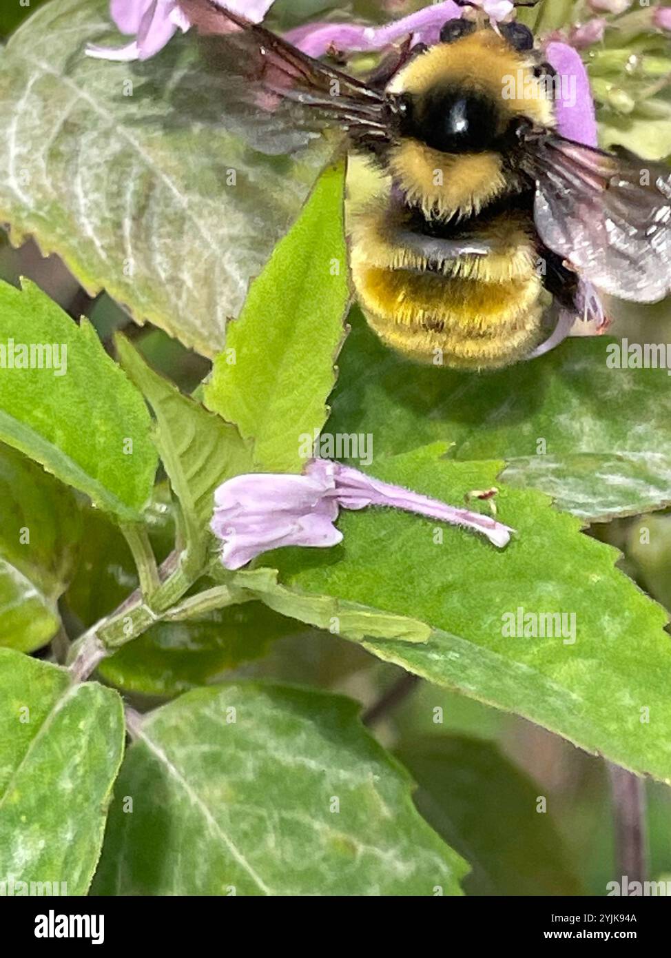Northern Amber Bumble Bee (Bombus borealis Stock Photo - Alamy