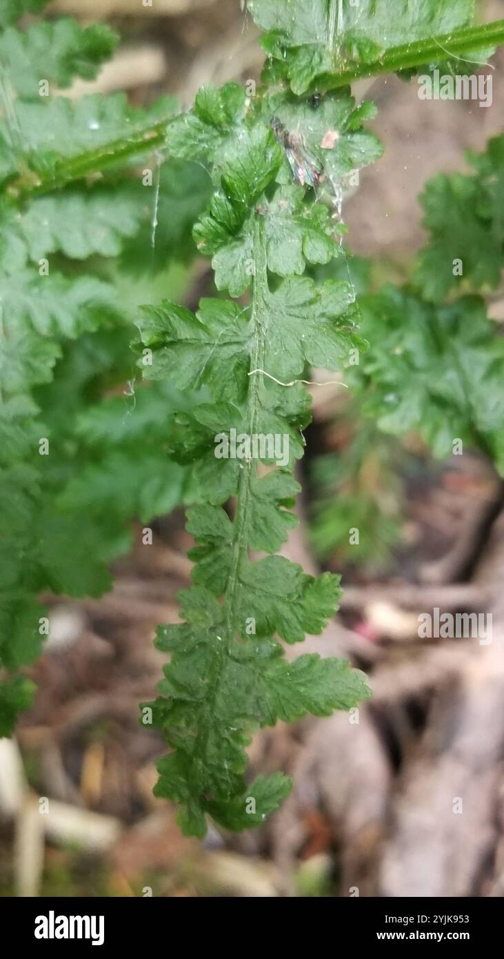 lady ferns (Athyrium Stock Photo - Alamy