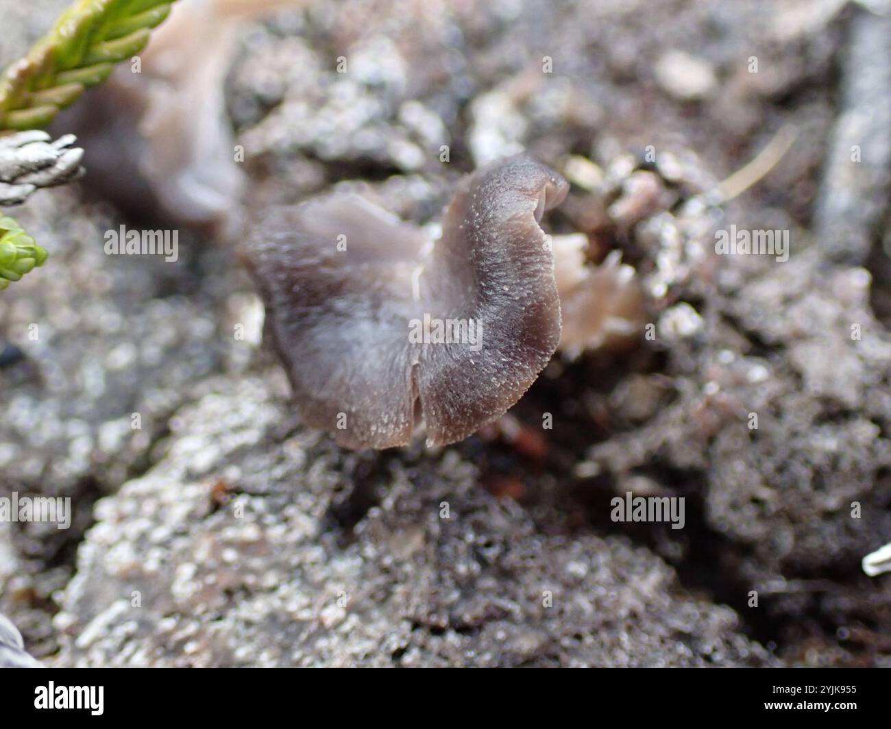 Basidiomycete Fungi (Basidiomycota Stock Photo - Alamy