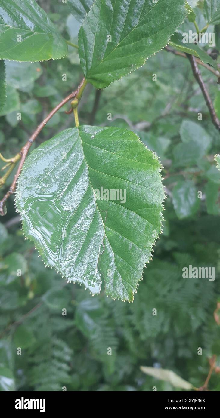 green alder (Alnus alnobetula Stock Photo - Alamy